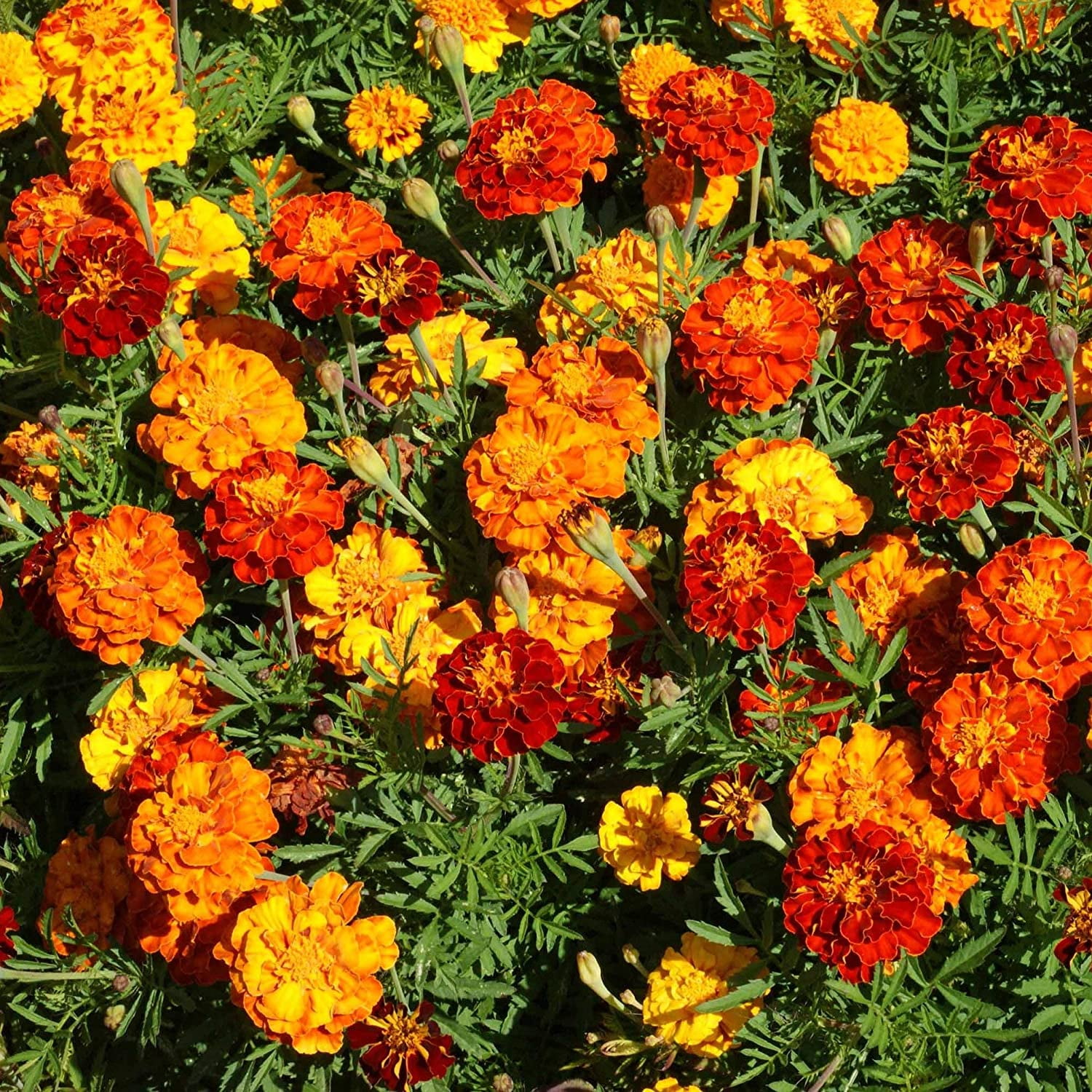 Marigold Seeds - Tagetes Patula Flower Seed Mix - 1/4 LB - Walmart.com