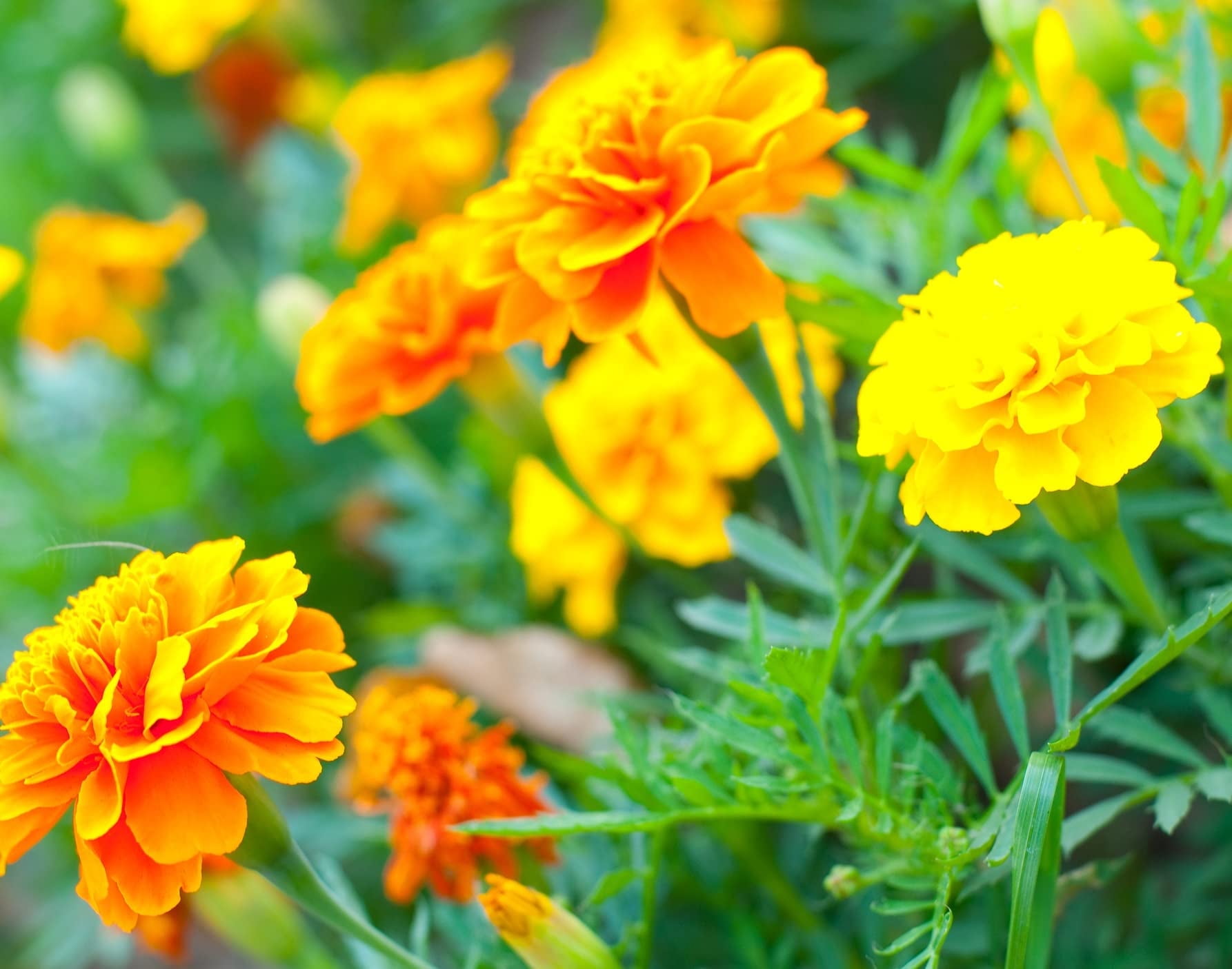 Marigold Seeds for Planting - 1,200+ Seeds - Beautiful Multi Colored ...
