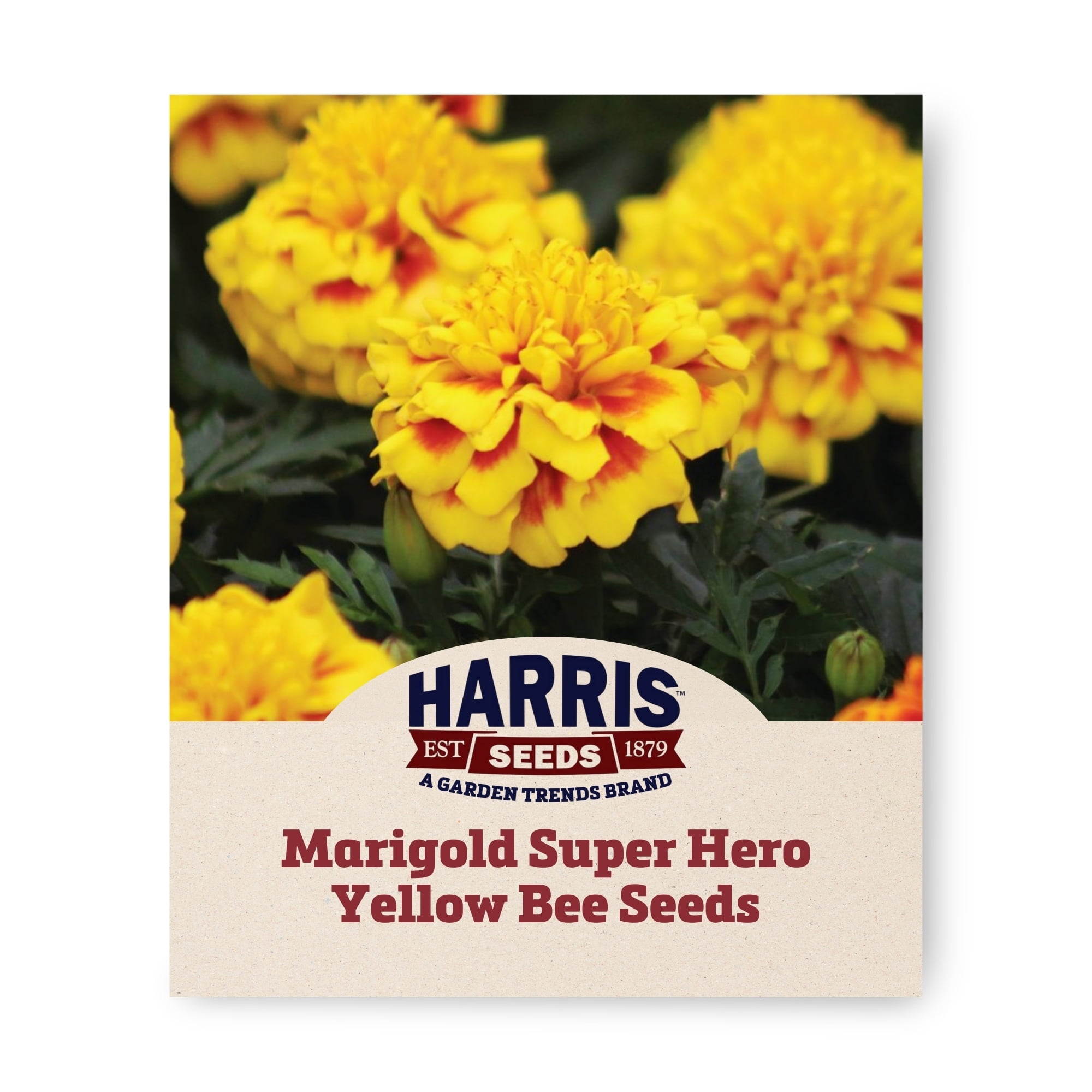 Harris Seeds - Marigold Super Hero Yellow Bee Seeds - Compact Blooms ...