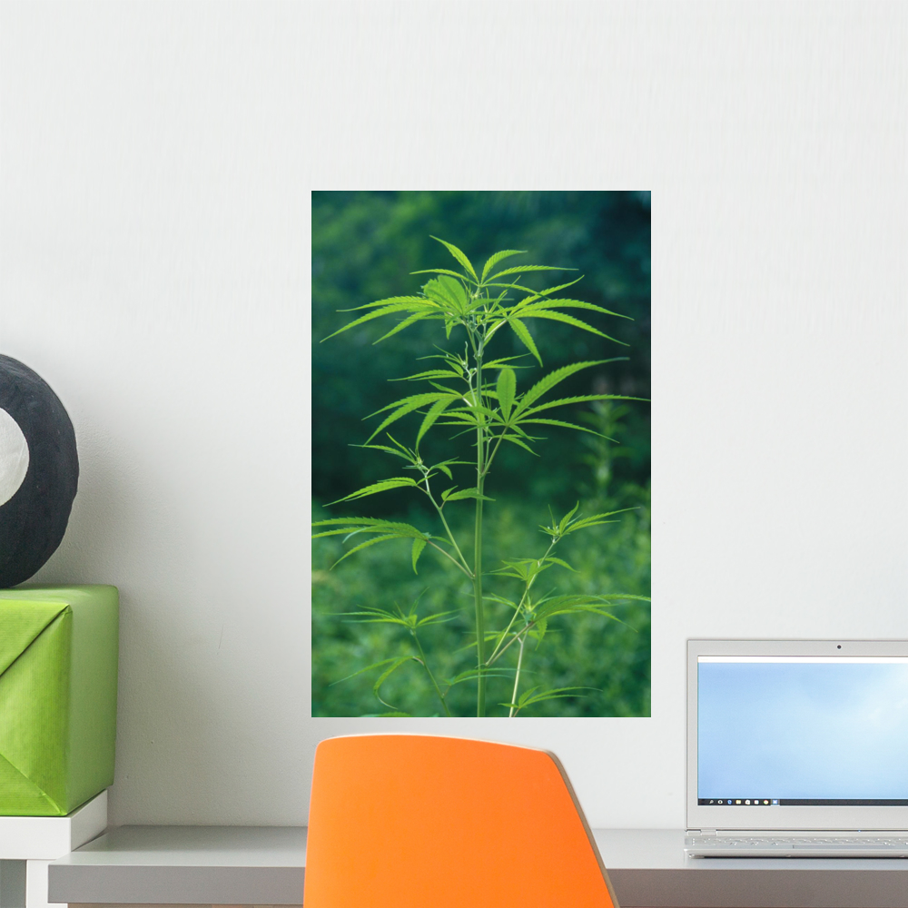 Marijuana Wall Mural by Wallmonkeys Peel and Stick Graphic (18 in H x ...