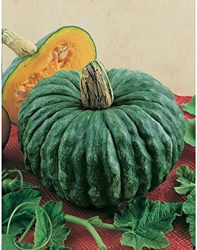 Marina di Chioggia Winter Squash Seeds - 10 Seeds to Grow - Rare and ...