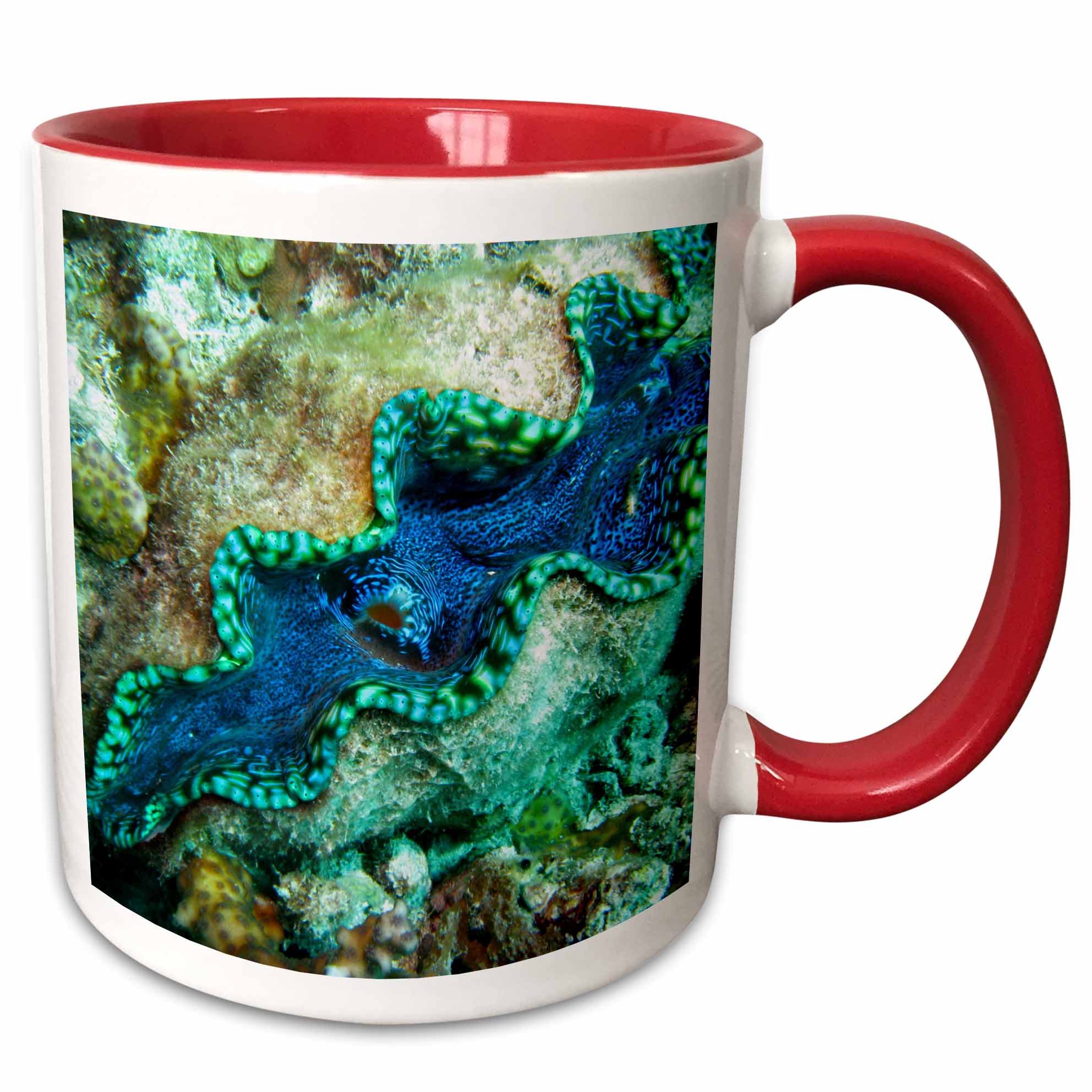 3drose, Marine Life, Giant Clam, Great Barrier Reef, Australia-au01 ...