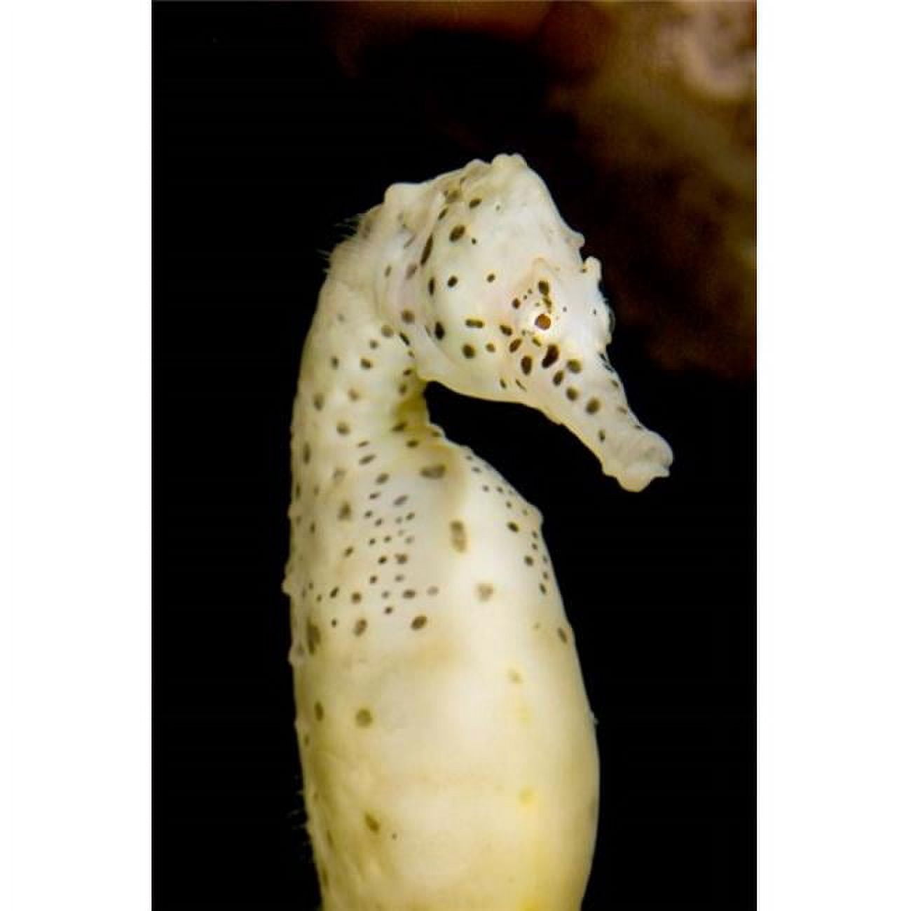 Marine Life Seahorse Vancouver British Columbia Poster Print by Paul ...