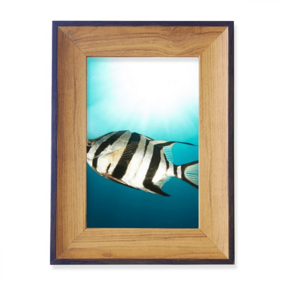 Marine Organism Tropical Sea Fish Photo Frame Exhibition Display Art ...