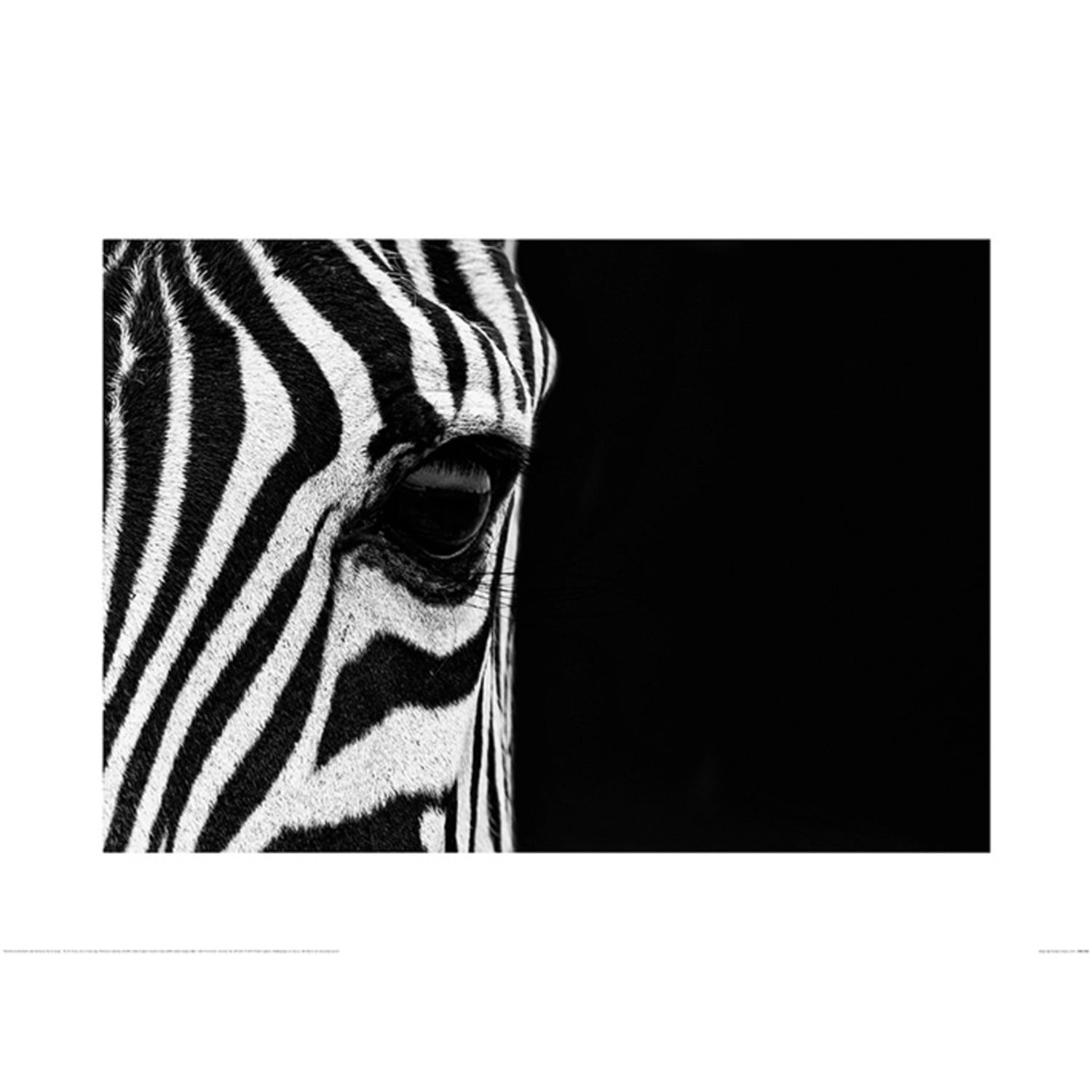Mario Moreno Zebra Eye Poster - Walmart.com