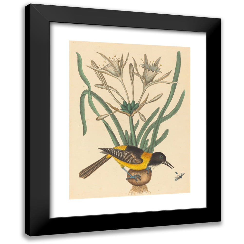 Mark Catesby 15x18 Black Modern Framed Museum Art Print Titled - The ...