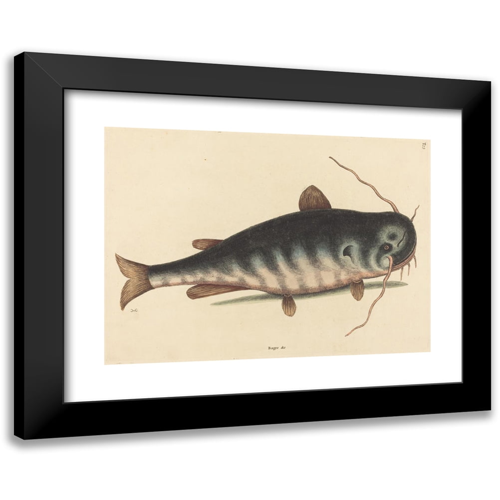 Mark Catesby 18x14 Black Modern Framed Museum Art Print Titled - The ...