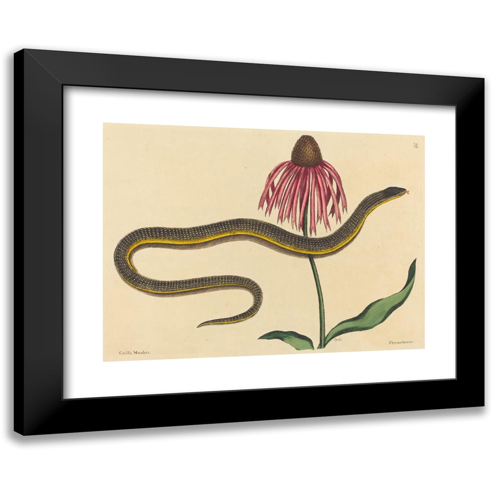 Mark Catesby 18x14 Black Modern Framed Museum Art Print Titled - The ...