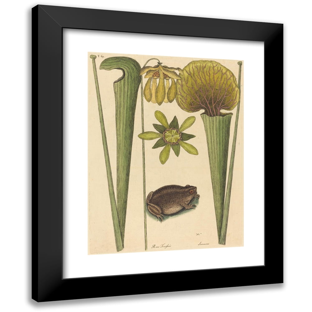 Mark Catesby 19x24 Black Modern Framed Museum Art Print Titled - The ...
