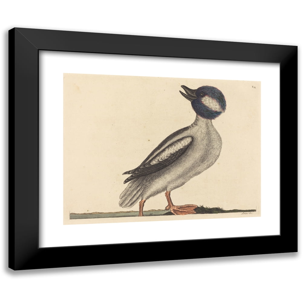 Mark Catesby 24x19 Black Modern Framed Museum Art Print Titled - The ...