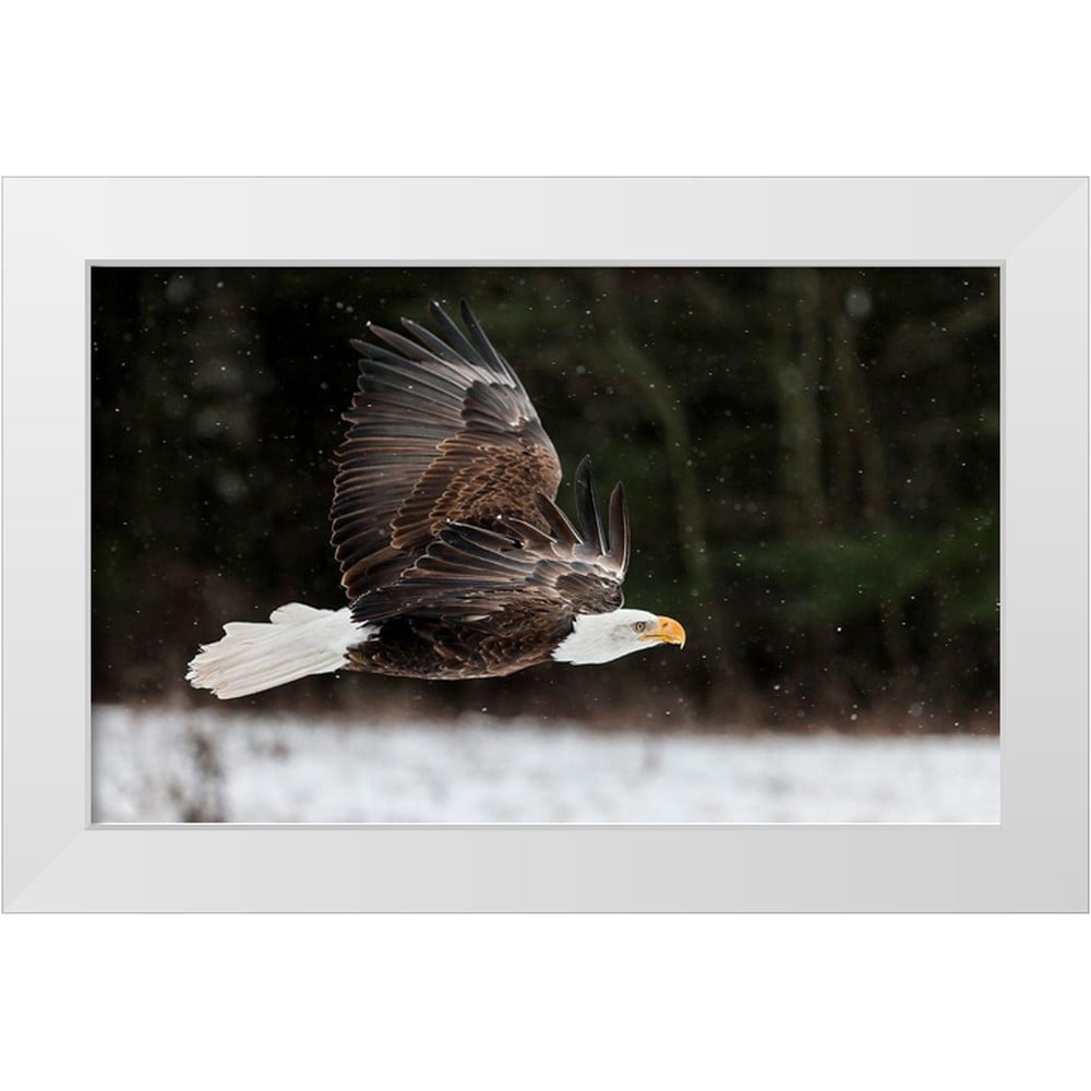 Mark Spowart Photography 14x10 White Modern Wood Framed Museum Art ...