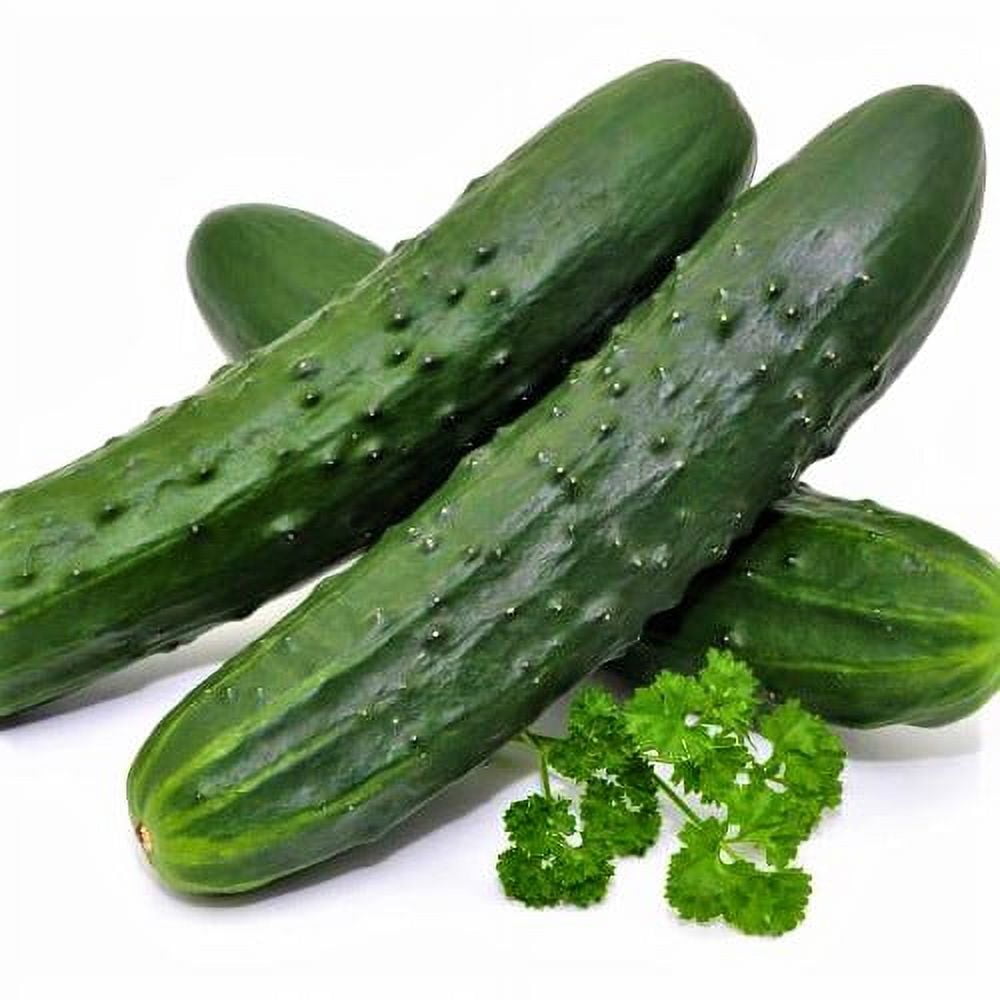 Marketer Cucumber Seeds - 100 Count Seed Pack - A Great Cucumber for ...