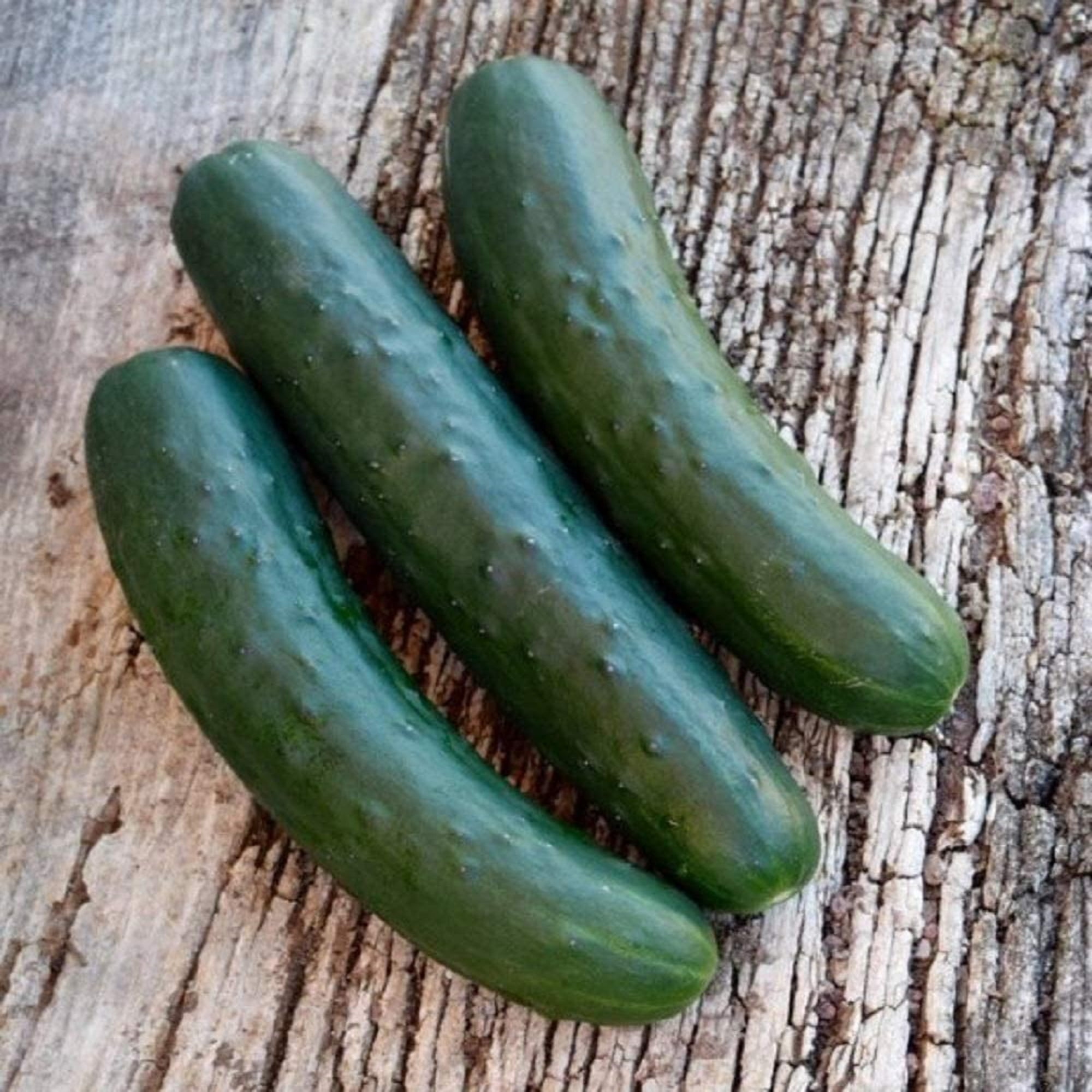 Marketmore 76 Cucumber Seeds - 100 Count Seed Pack - A Sweet mild ...