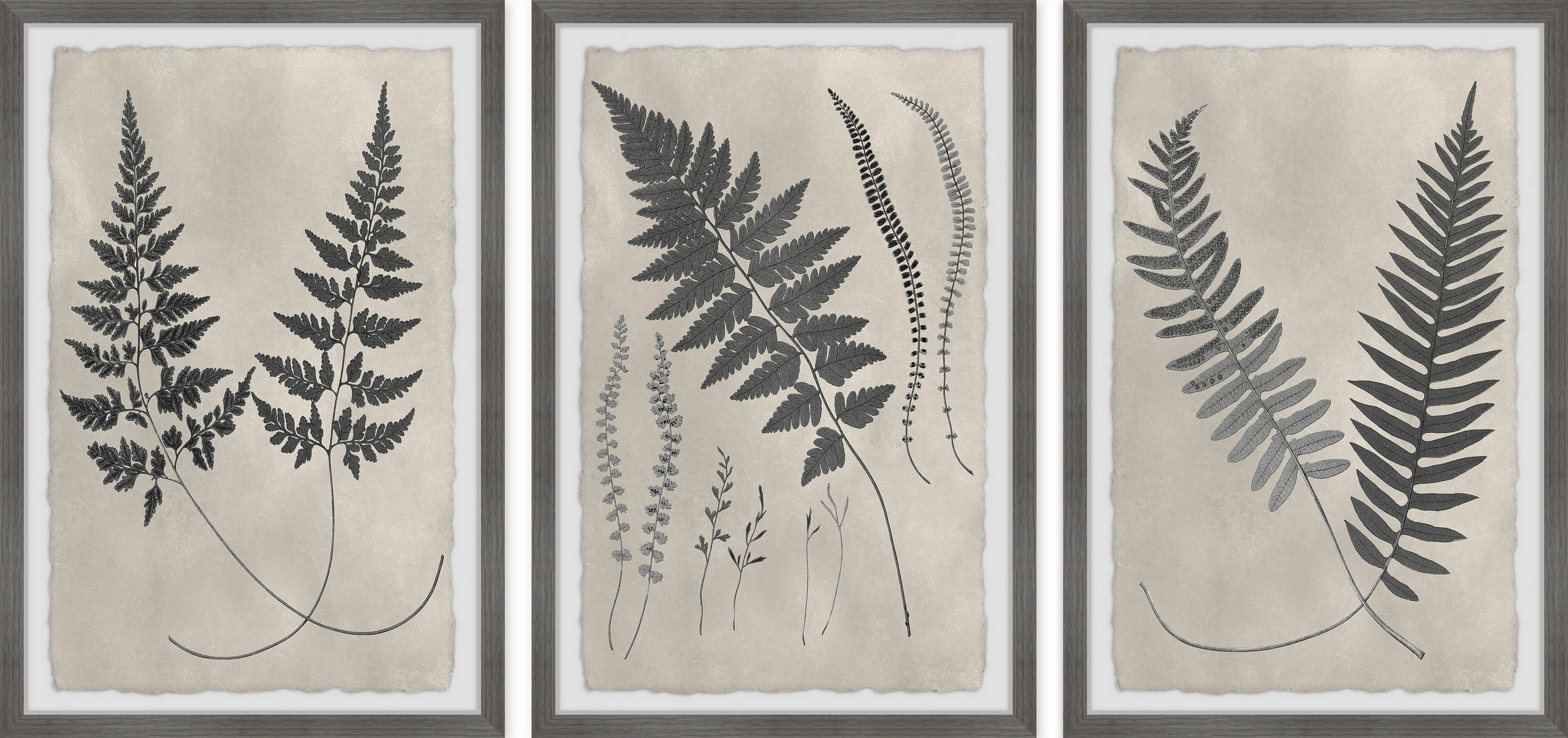 Marmont Hill Vintage Fern Study II Triptych - Walmart.com