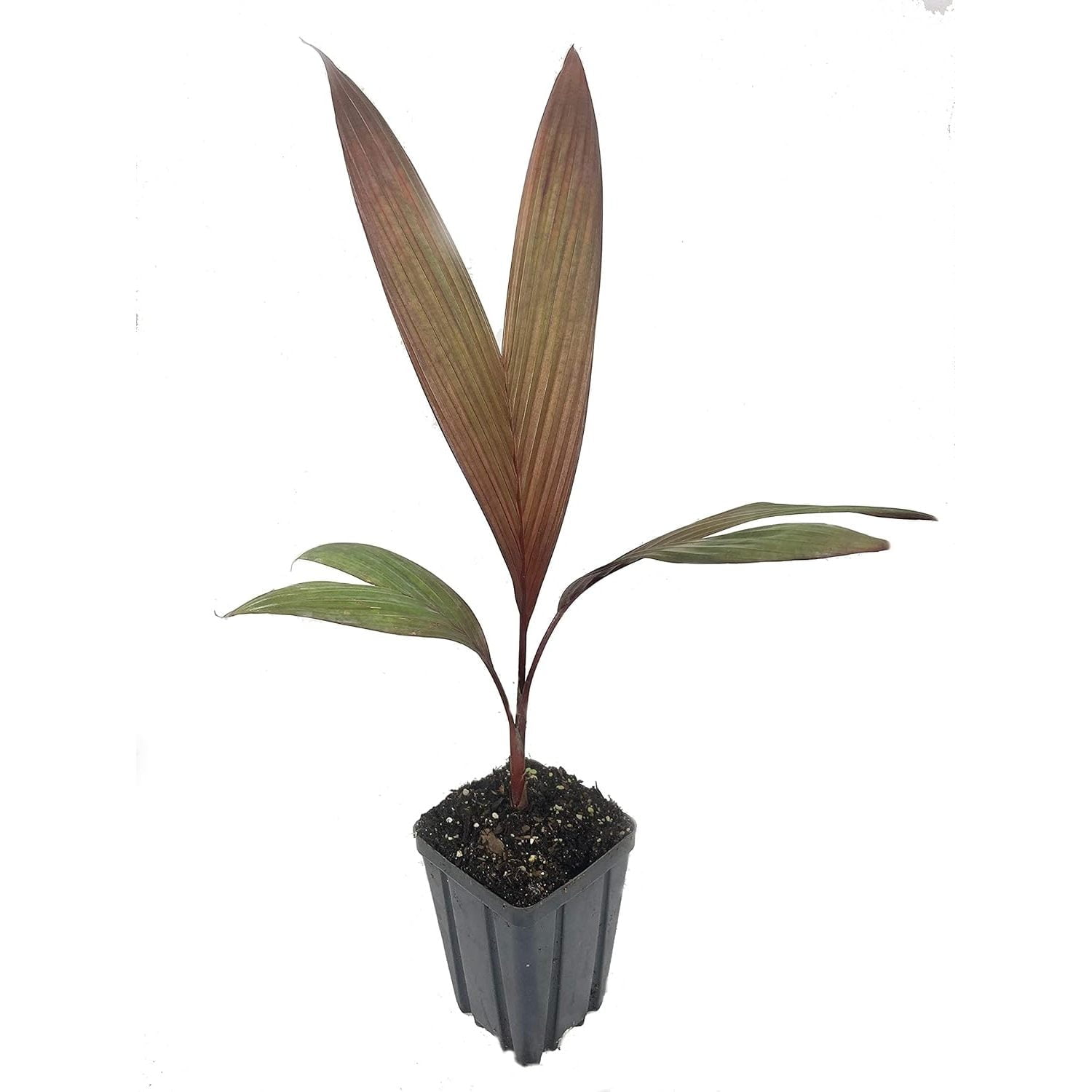 Maroon Crownshaft Palm Tree - 5 Live Plants in 4 Inch Pots - Areca ...