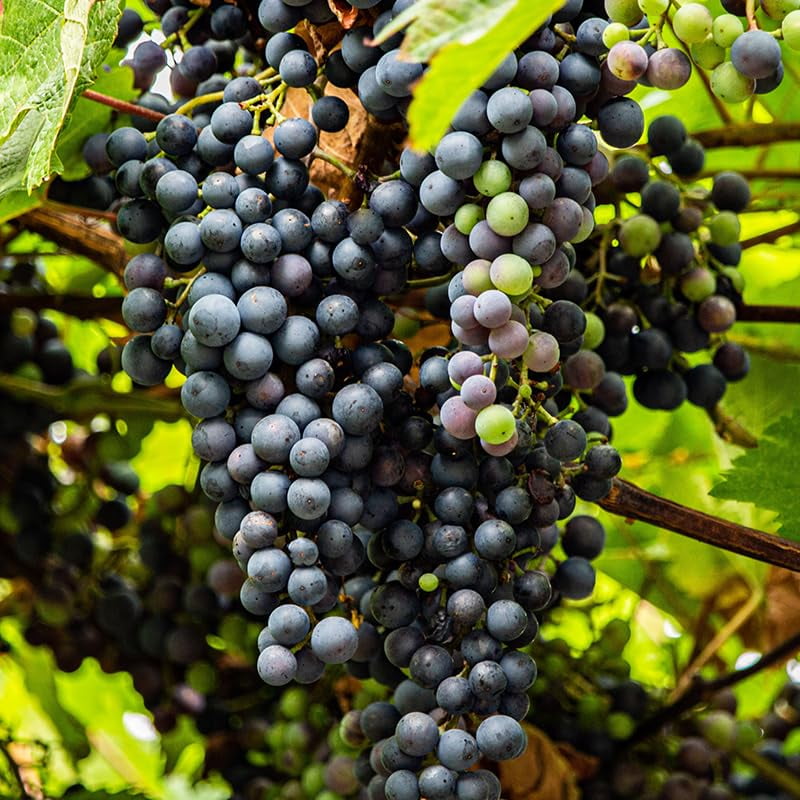 Marquette Blue Grape Plant Start - Grow Seedless Grapes - Ready to ...
