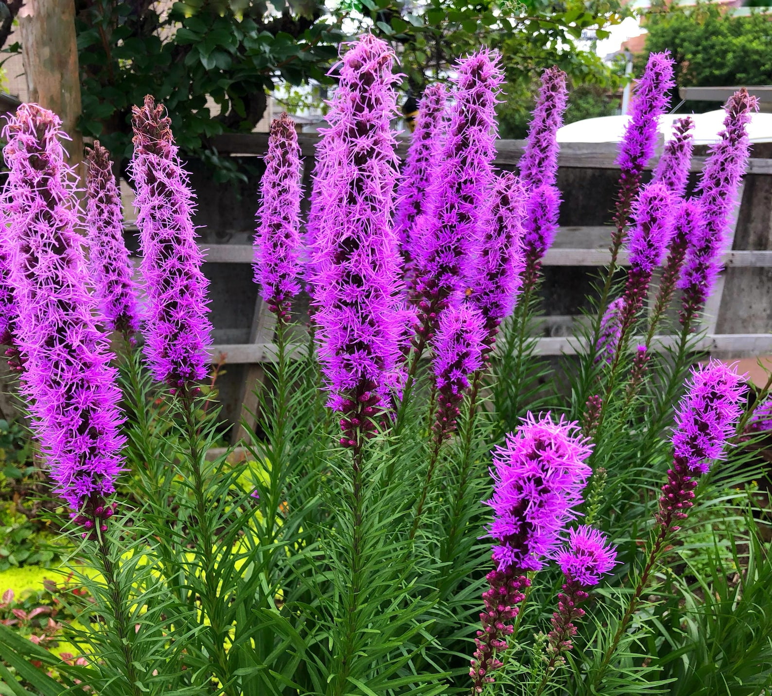Marsh Blazing Star Liatris spicata Meadow Wildflowers Premium Seeds for ...