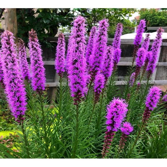 Marsh Blazing Star Liatris spicata Meadow Wildflowers Premium Seeds for ...