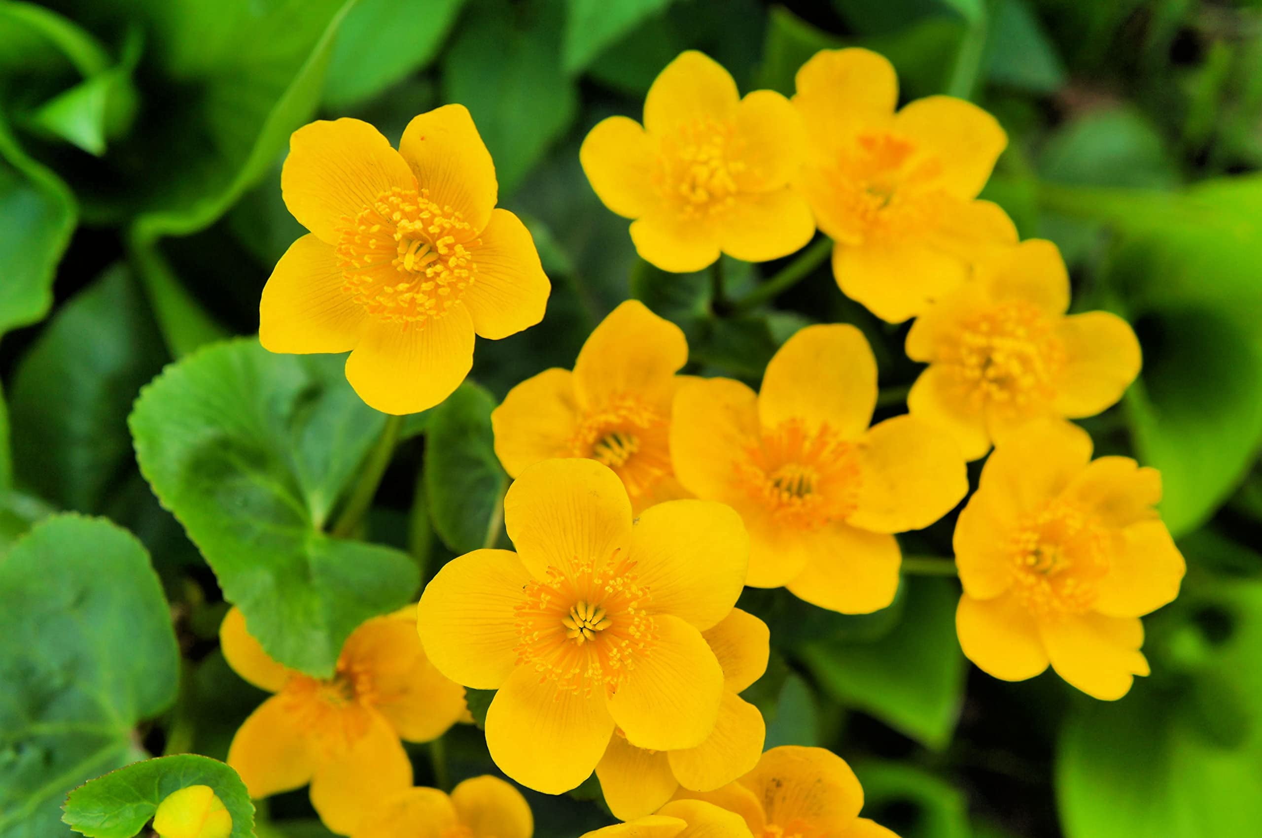 Marsh Marigold Seeds for Planting - 50 Seeds - Caltha palustris ...