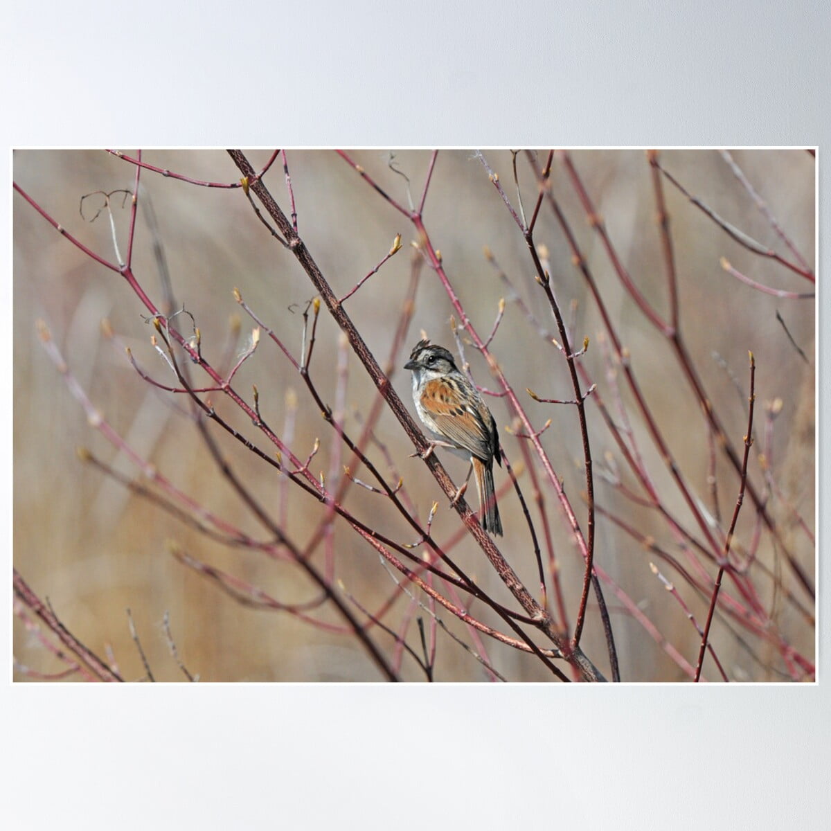 Marsh Wren - Eastern Poster Wall Art, Modern Wall Decor For Living Room ...