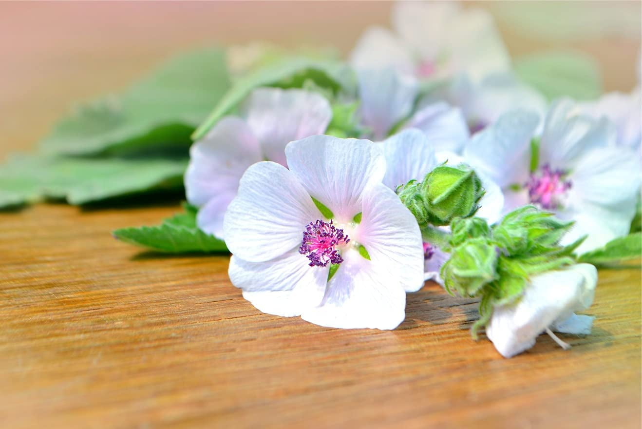 Marshmallow Seeds (Althaea Officinalis) - 100 Seeds - Marsh Mallow ...