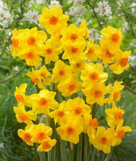 Martinette Daffodil Bulbs for Planting - Easy to Grow Perennial Flowers ...