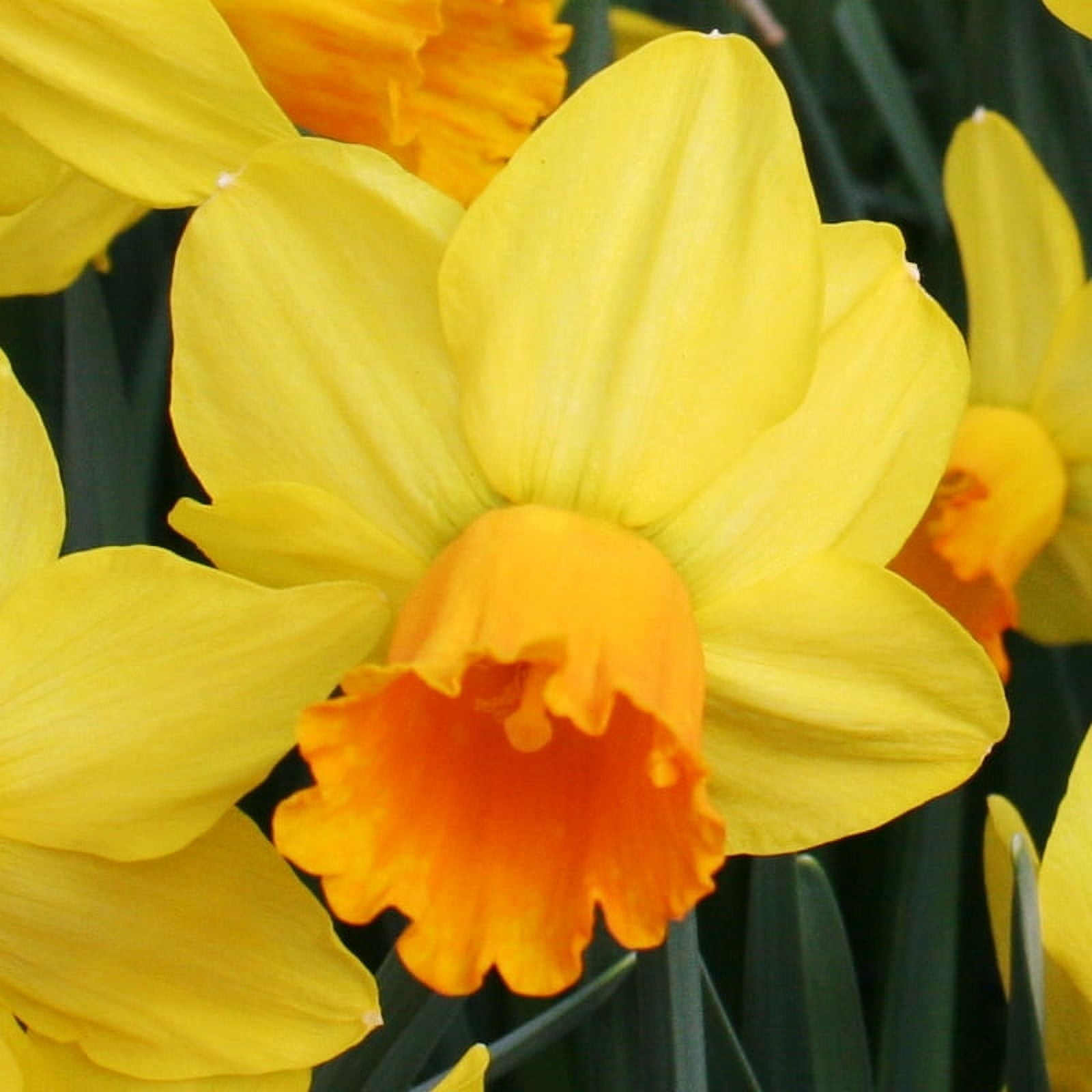 Jetfire Daffodil Flower Bulbs Jumbo Pack - 50 Bulbs per Pack - Deer ...