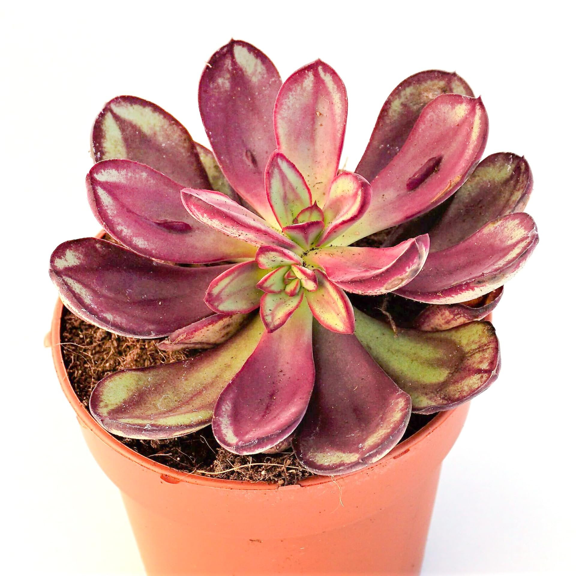 Maruba Benitsukasa Plant - Live Starter Plant in 2 Inch Growers Pot ...