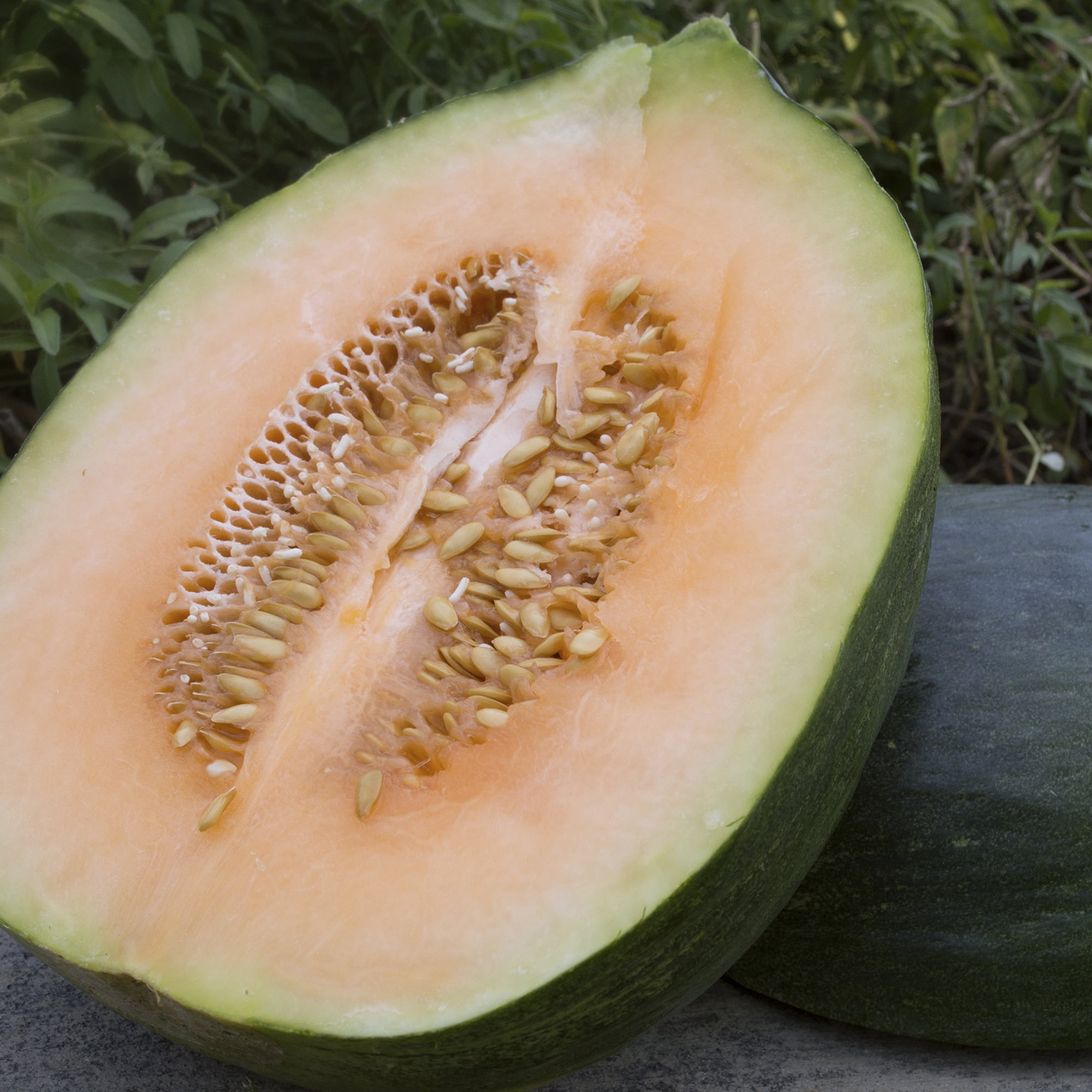 Marvelous F1 Hybrid Melon Seeds - 1 Lb ~14400 Seeds - Non-GMO, F1 ...