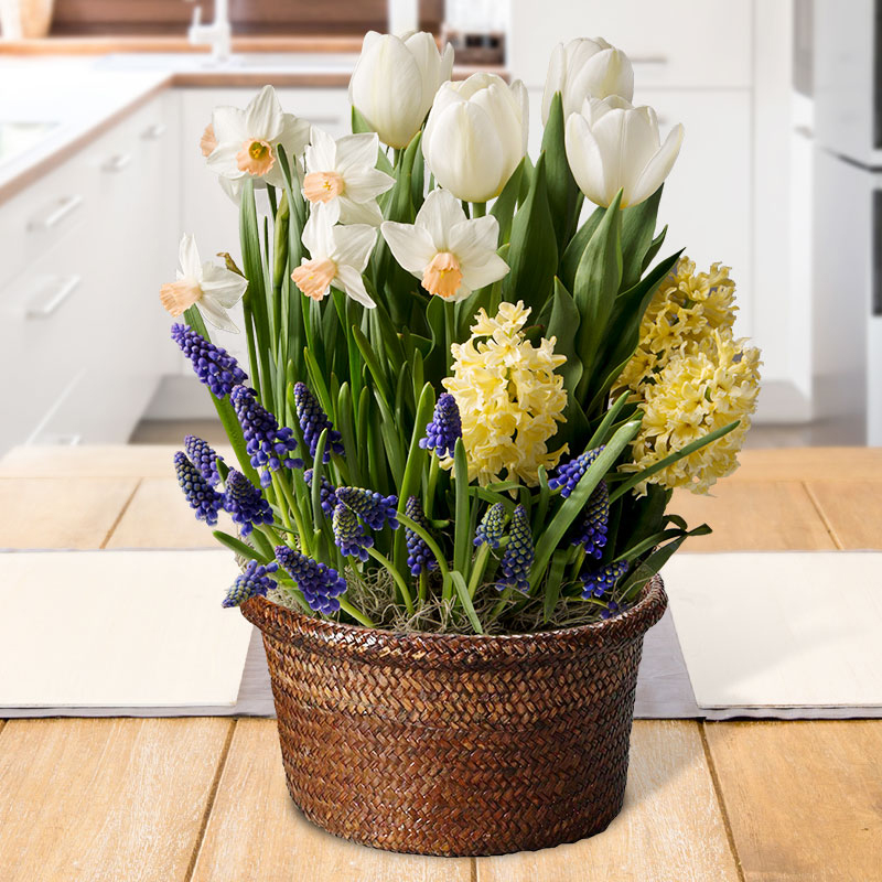 Marvelous Indoor Potted Bulb Garden - Simply Water and Flowers Open in ...