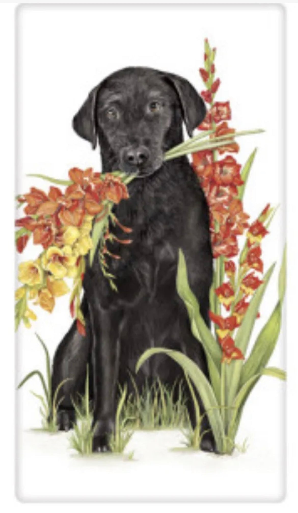 Mary Lake Thompson Lab Gladiolus Flour Sack Kitchen Dish Towel ...
