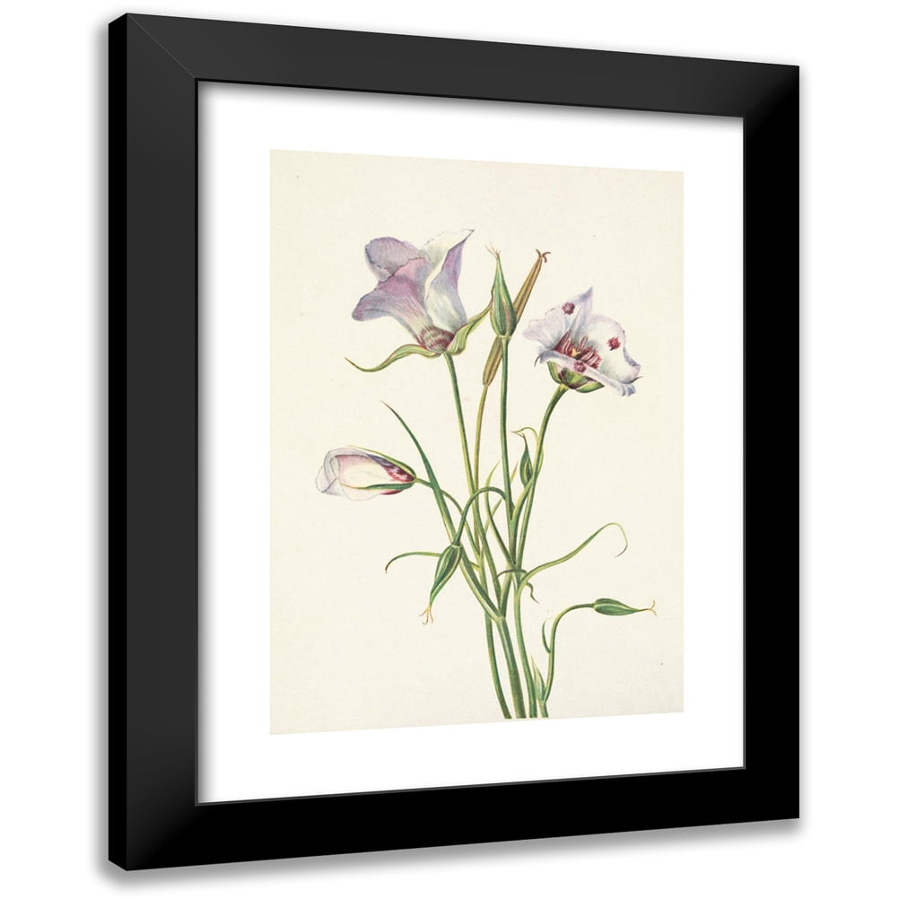 Mary Vaux Walcott 11x14 Black Modern Framed Museum Art Print Titled ...