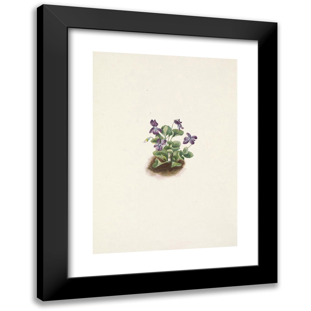 Mary Vaux Walcott 14x18 Black Modern Framed Museum Art Print Titled ...