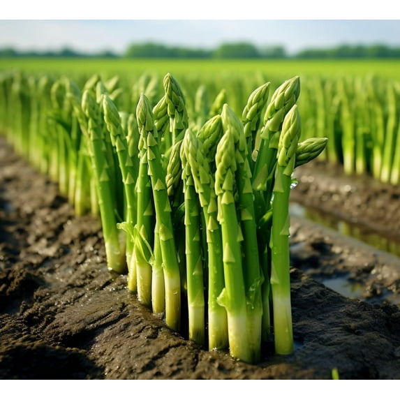 CZ Grain, Mary Washington Live Asparagus Crowns, 2-Year-Old Bare Root ...