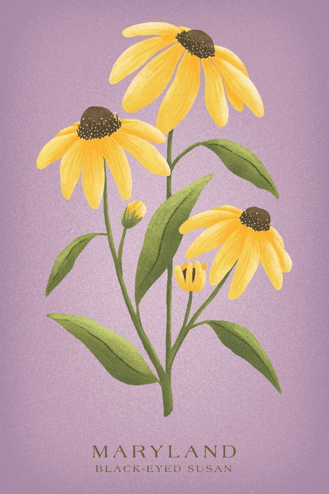 Maryland, Black Eyed Susan, Vintage Flora, State Series (16x24 Giclee ...
