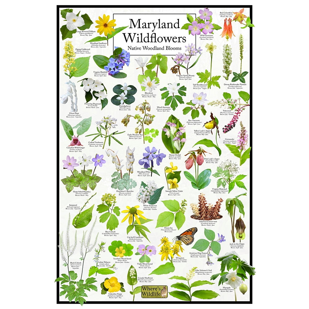 Maryland Wildflowers Poster - Native Woodland Blooms - Educational ...