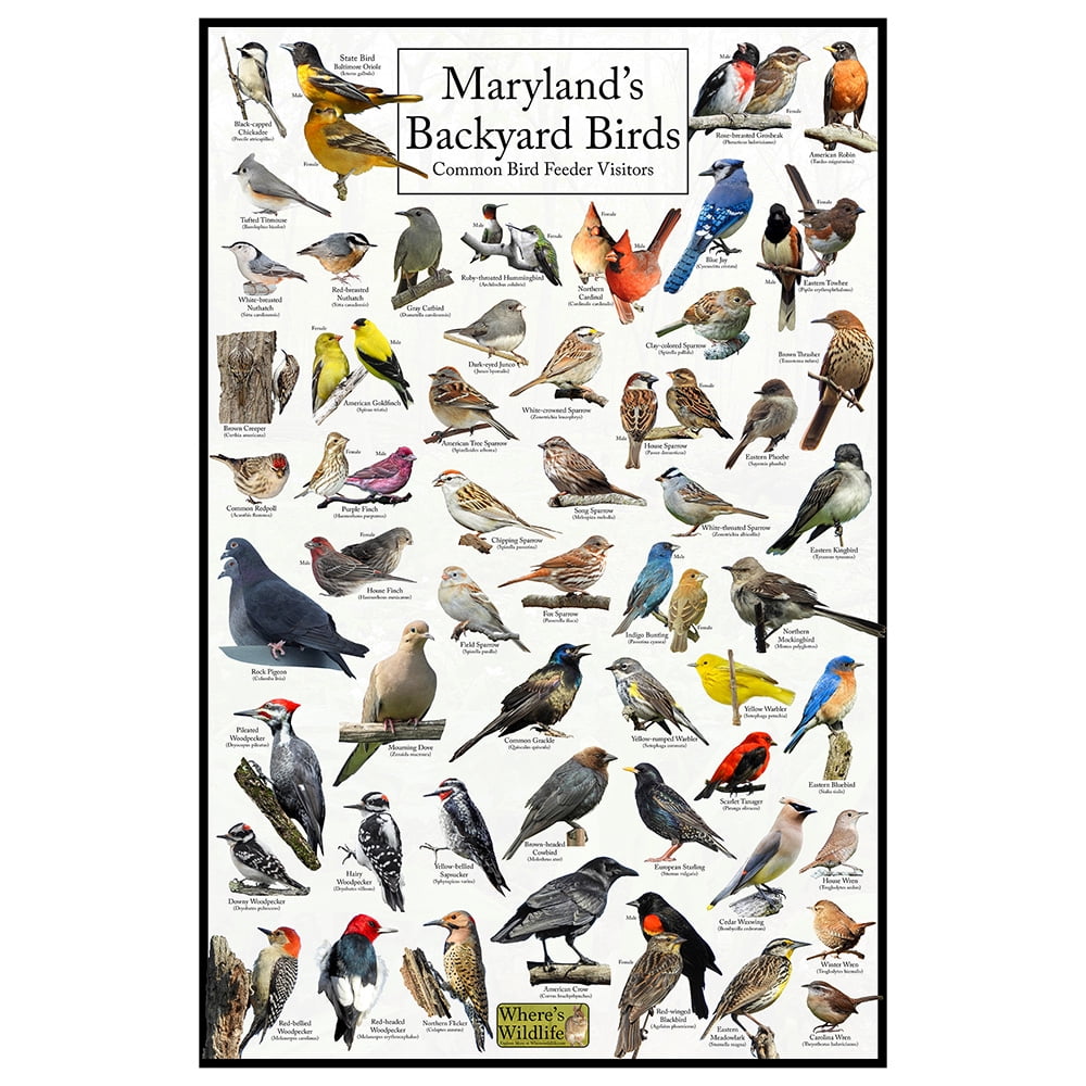 Maryland's Backyard Birds Poster - Maryland Bird Chart Highlighting ...