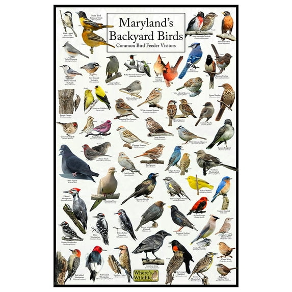 Maryland's Backyard Birds Poster - Maryland Bird Chart Highlighting ...