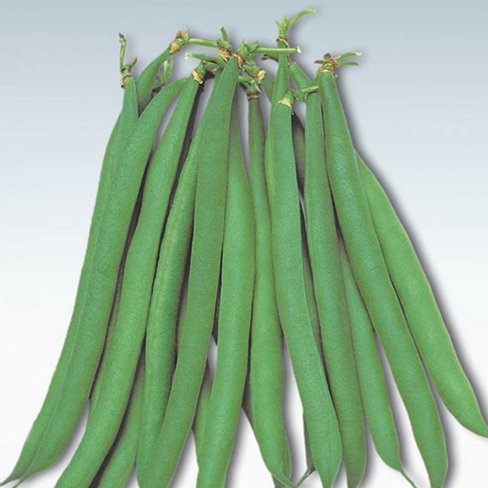 Masai Bush Bean Garden Seeds - 1000 Seeds - Non-GMO, Heirloom Baby ...