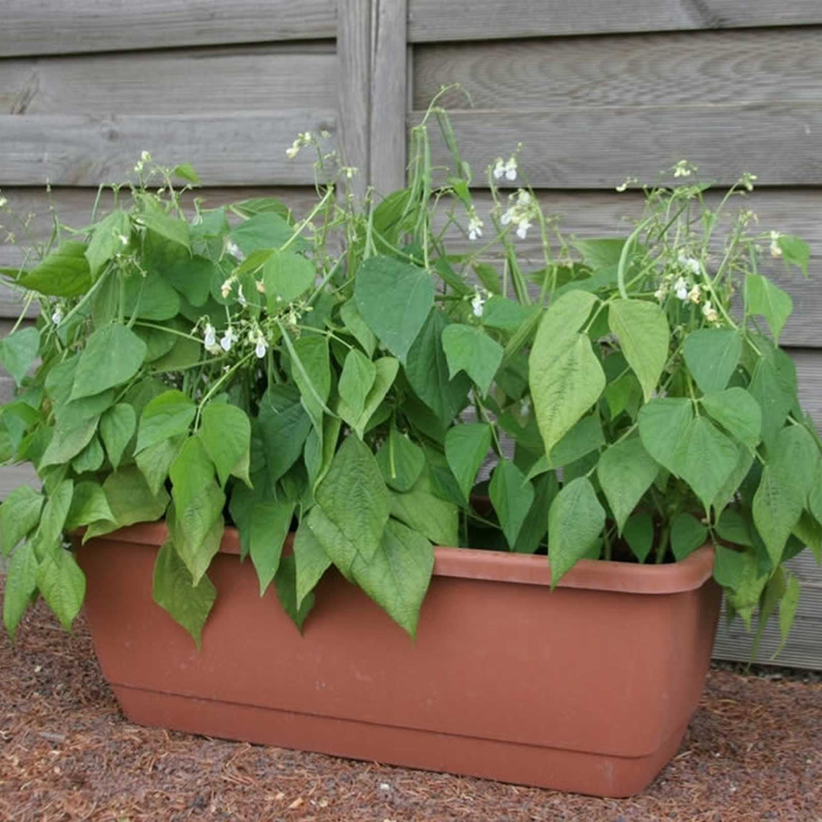 Mascotte Bush Bean Seeds - 40 Seeds - Non-GMO, Heirloom Green Bean ...