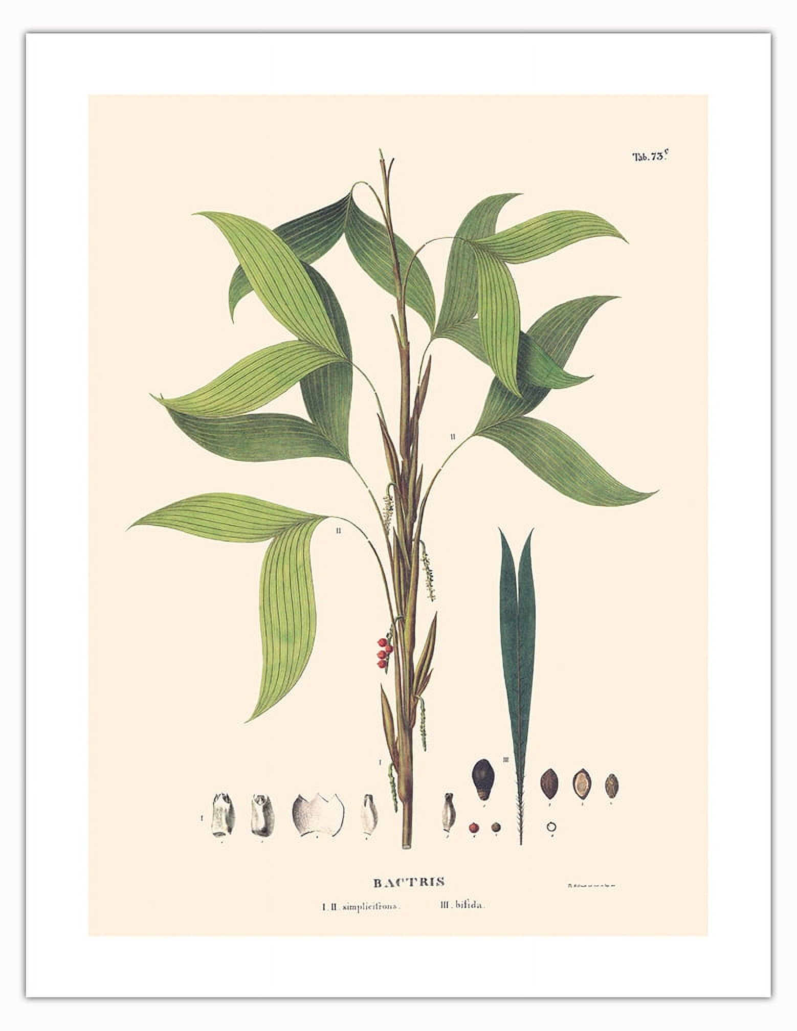Mashipongo Spiny Palm Tree (Bactris Simplifrons) - Vintage Botanical ...