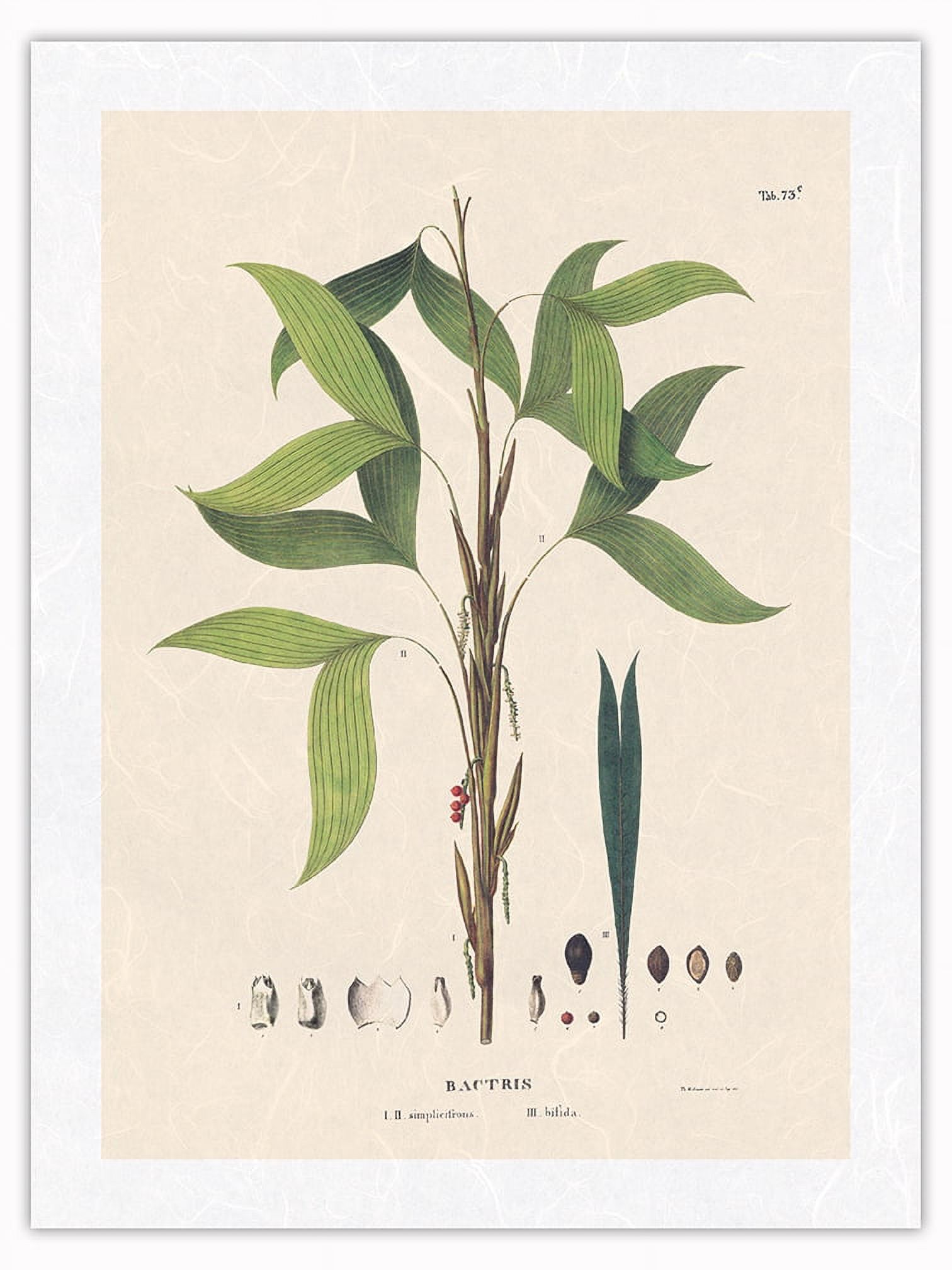 Mashipongo Spiny Palm Tree (Bactris Simplifrons) - Vintage Botanical ...