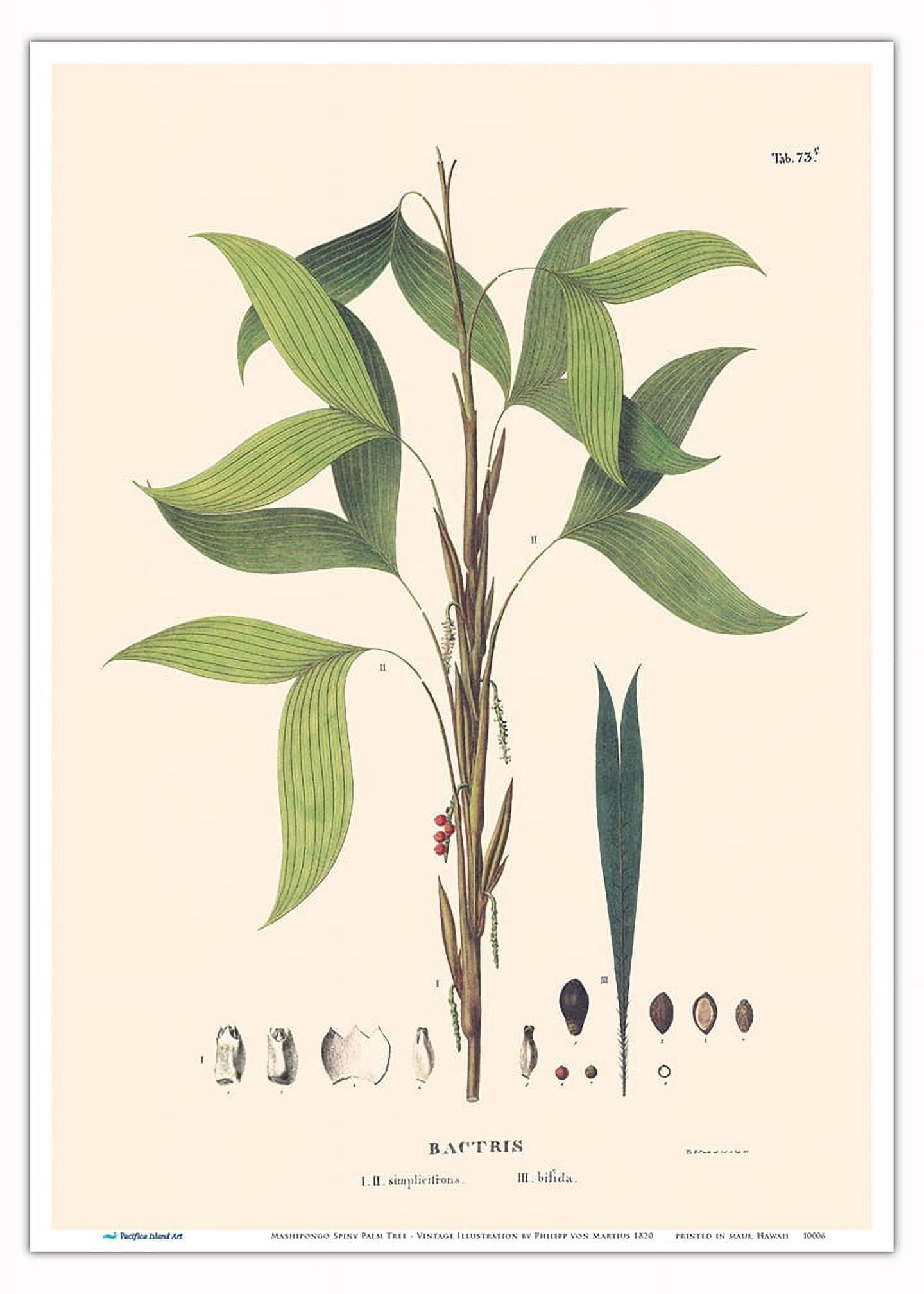 Mashipongo Spiny Palm Tree (Bactris Simplifrons) - Vintage Botanical ...