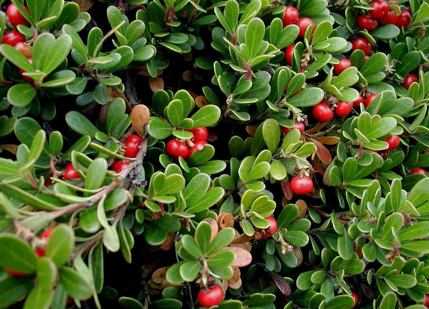 Massachusetts Bearberry Plant - Arctostaphylos - Medicinal/Herbal ...