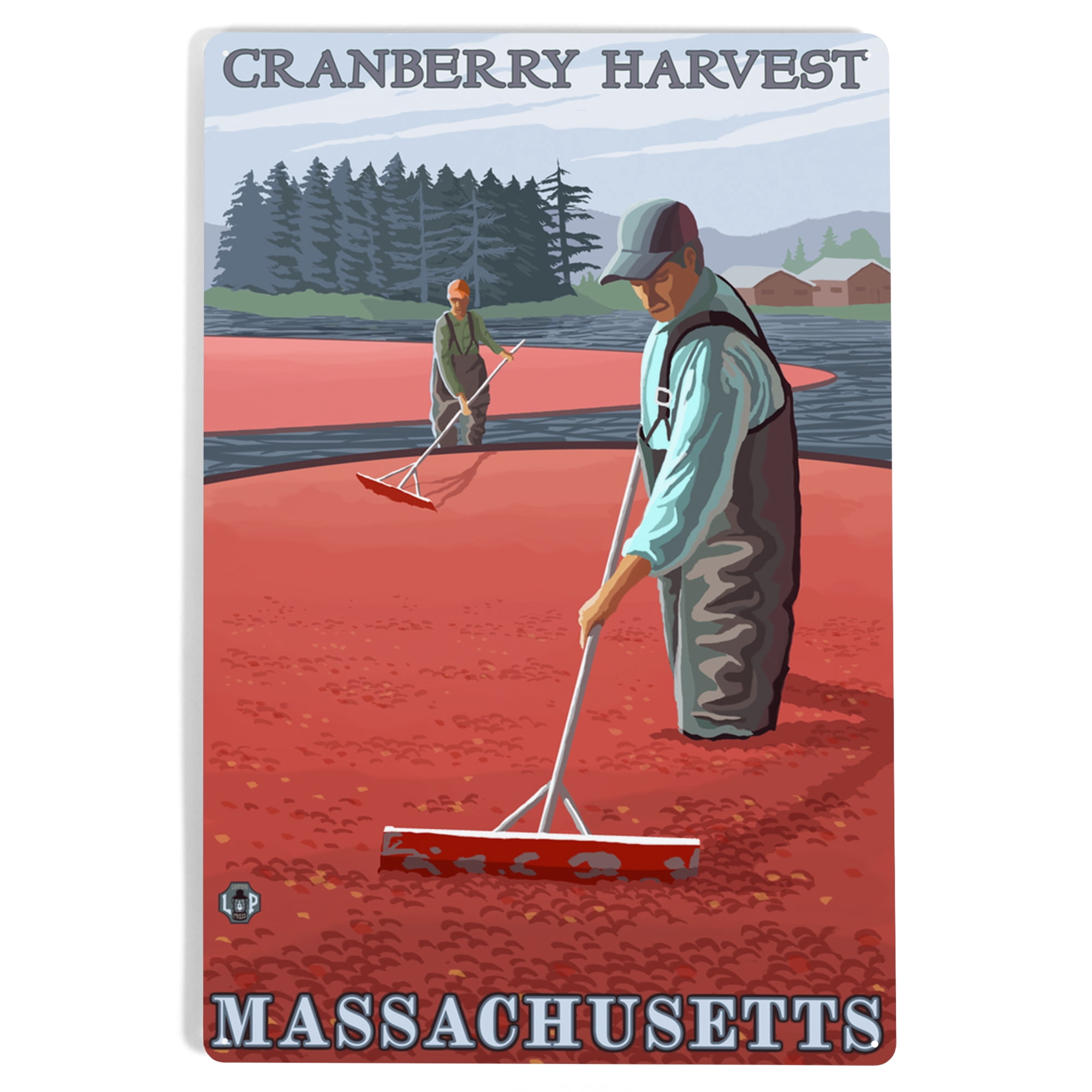 Massachusetts, Cranberry Bog Harvest (12x18 Aluminum Art, Indoor ...
