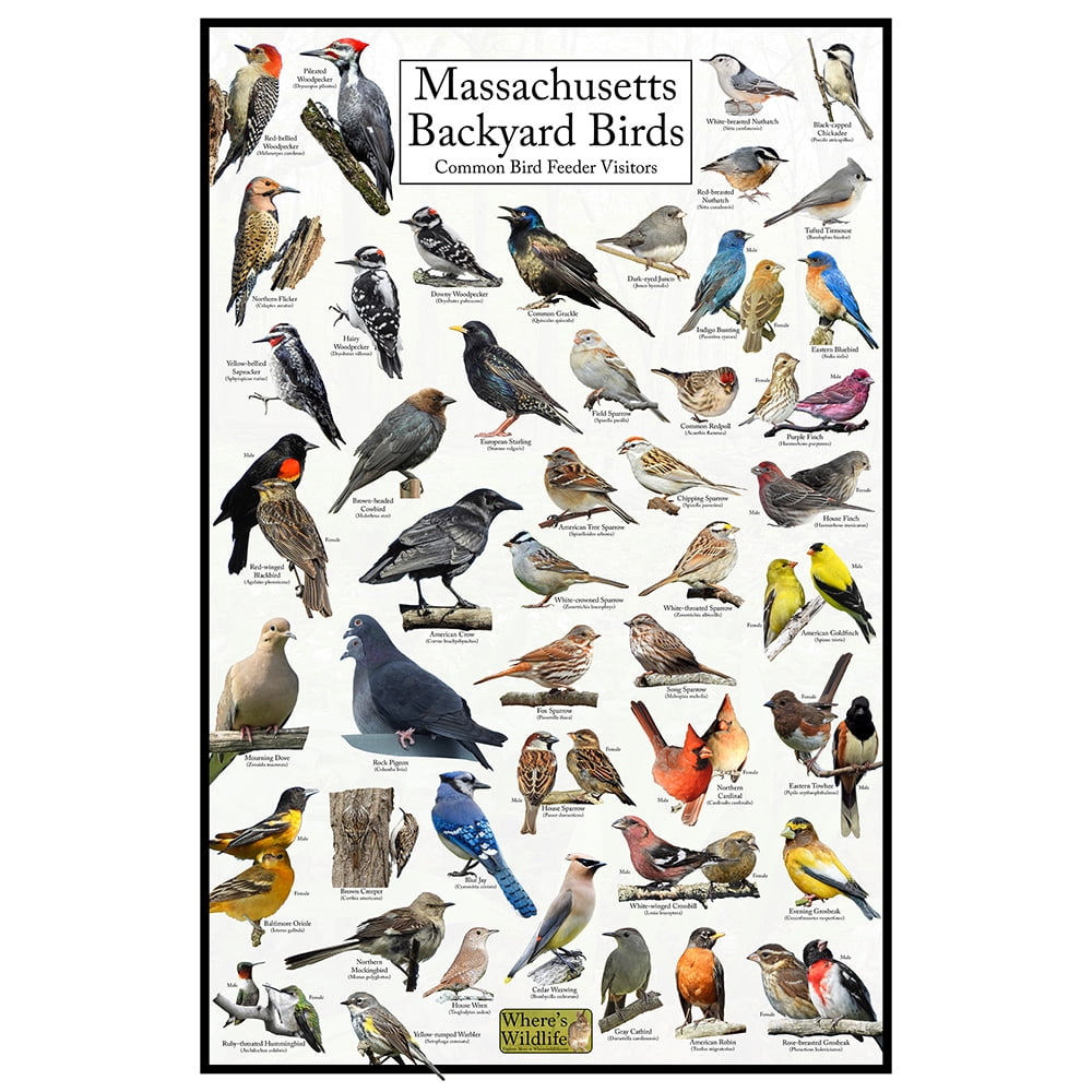 Massachusetts's Backyard Birds Poster - Massachusetts Bird Chart ...
