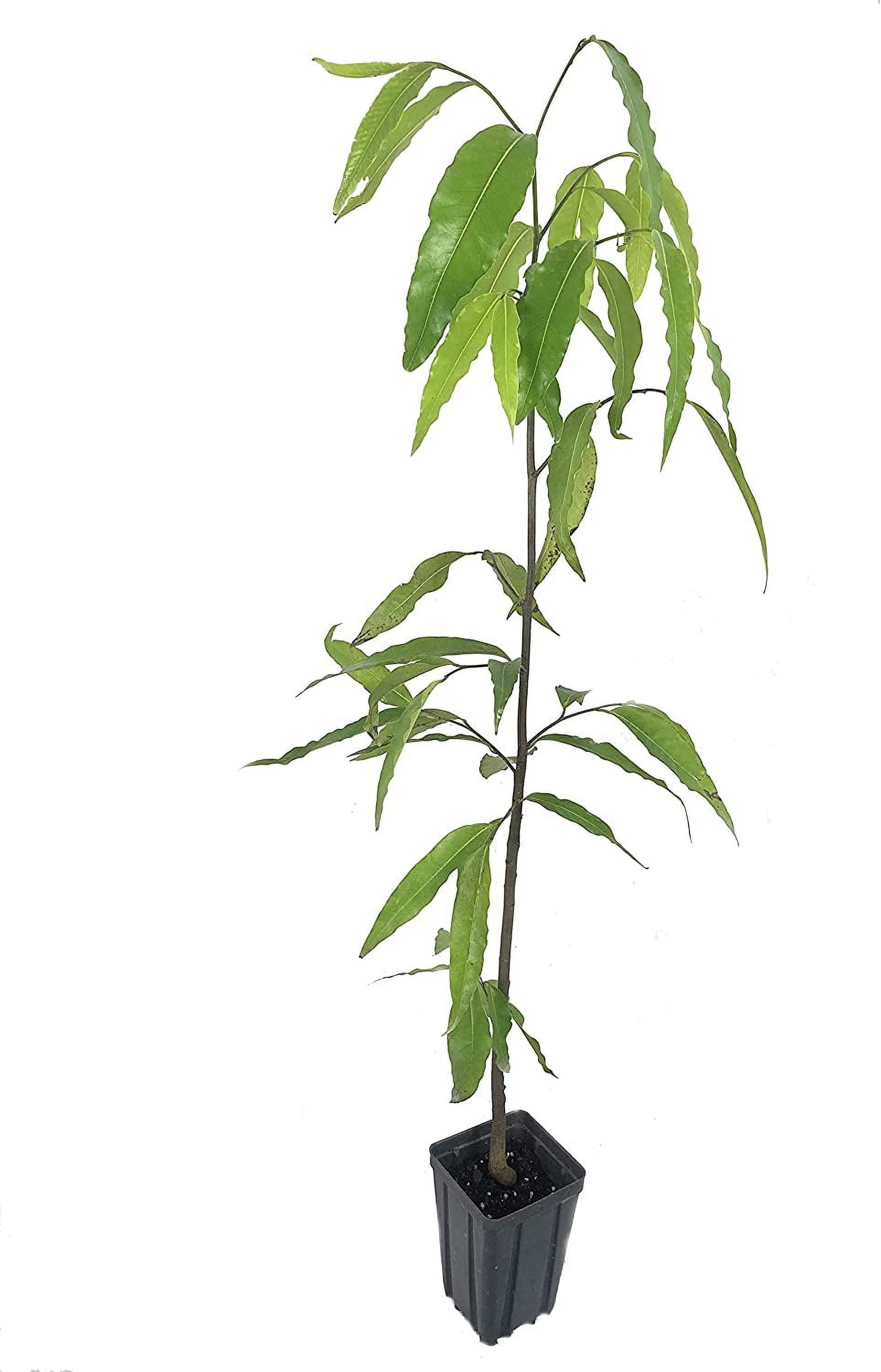 Mast Tree - 3 Live Plants in 4 Inch Growers Pots - Polyalthia ...