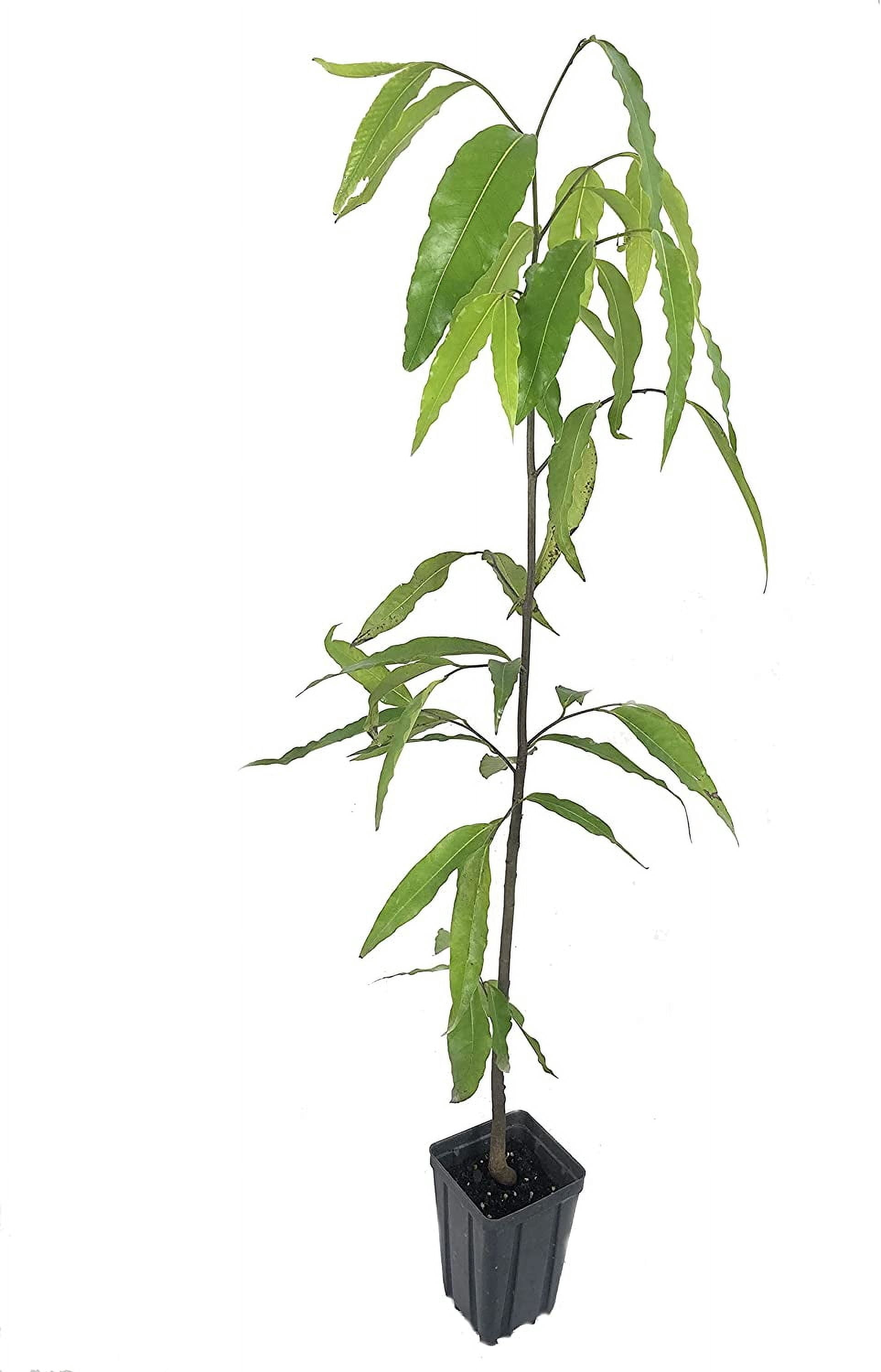 Mast Tree - 5 Live Plants in 4 Inch Growers Pots - Polyalthia ...