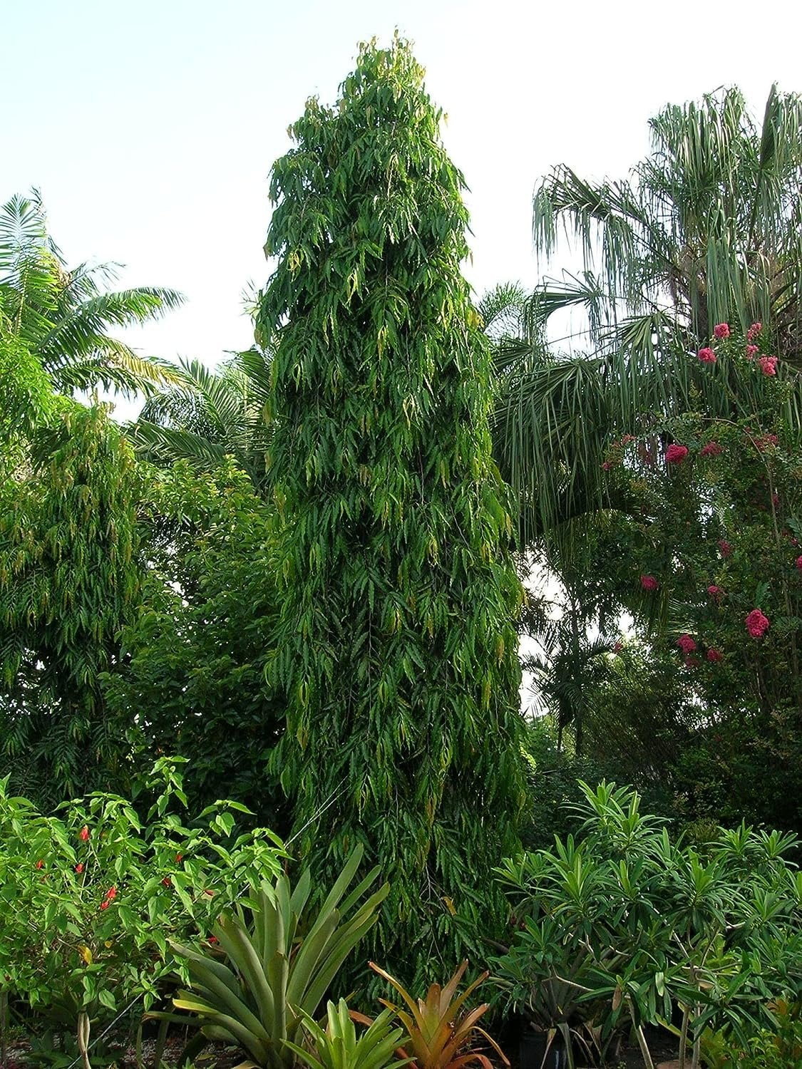 Mast Tree - Live Plant in a 3 Gallon Growers Pot - Polyalthia ...