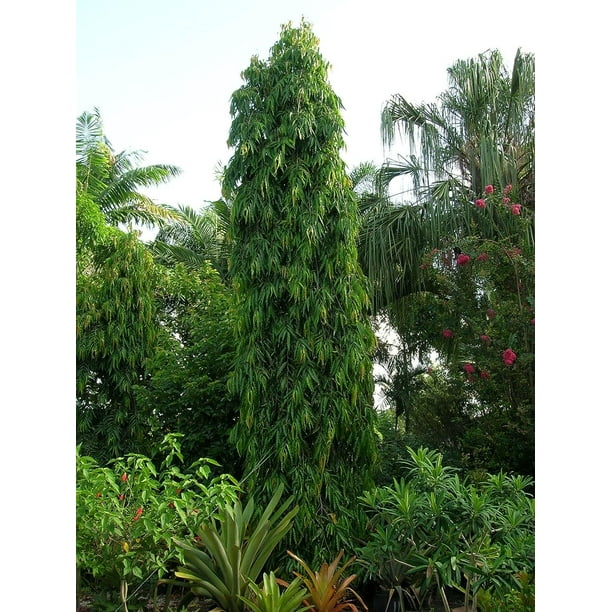 Mast Tree - Live Plant in a 3 Gallon Growers Pot - Polyalthia ...